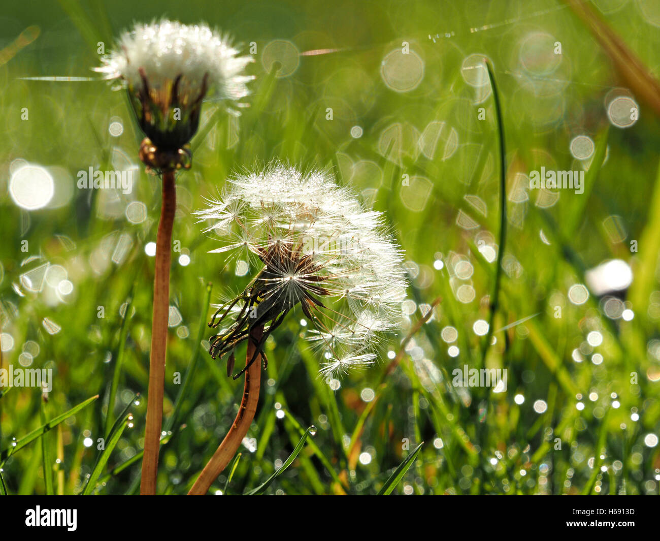 late season dandelion head back-lit with shining dewdrops sparkling in ...