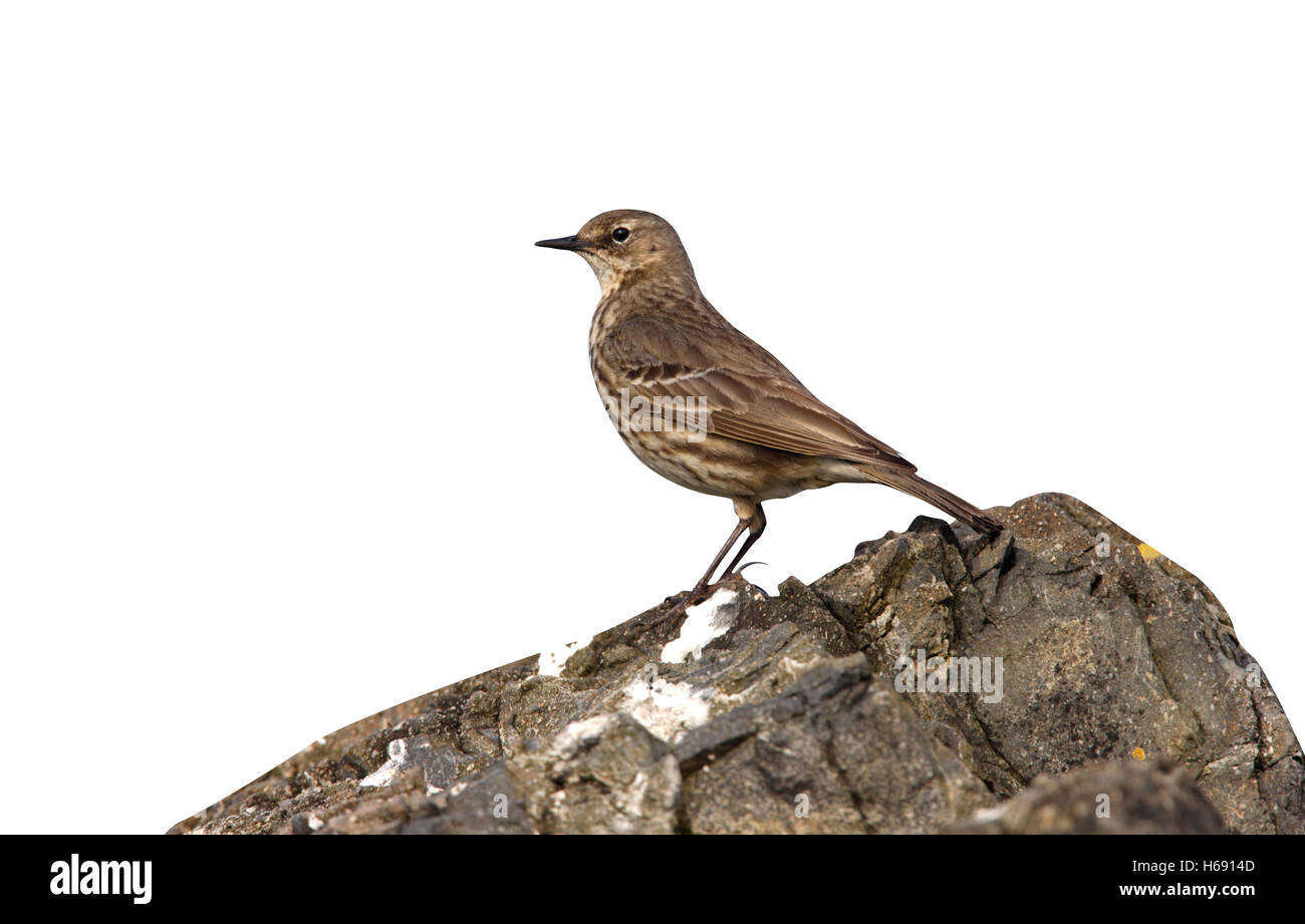 Anthus petrosus hi-res stock photography and images - Alamy