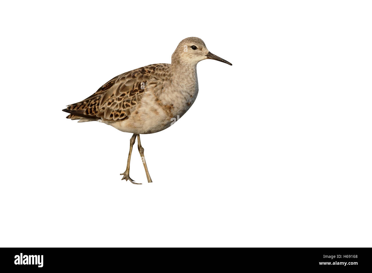 Ruff bird uk Cut Out Stock Images & Pictures - Alamy