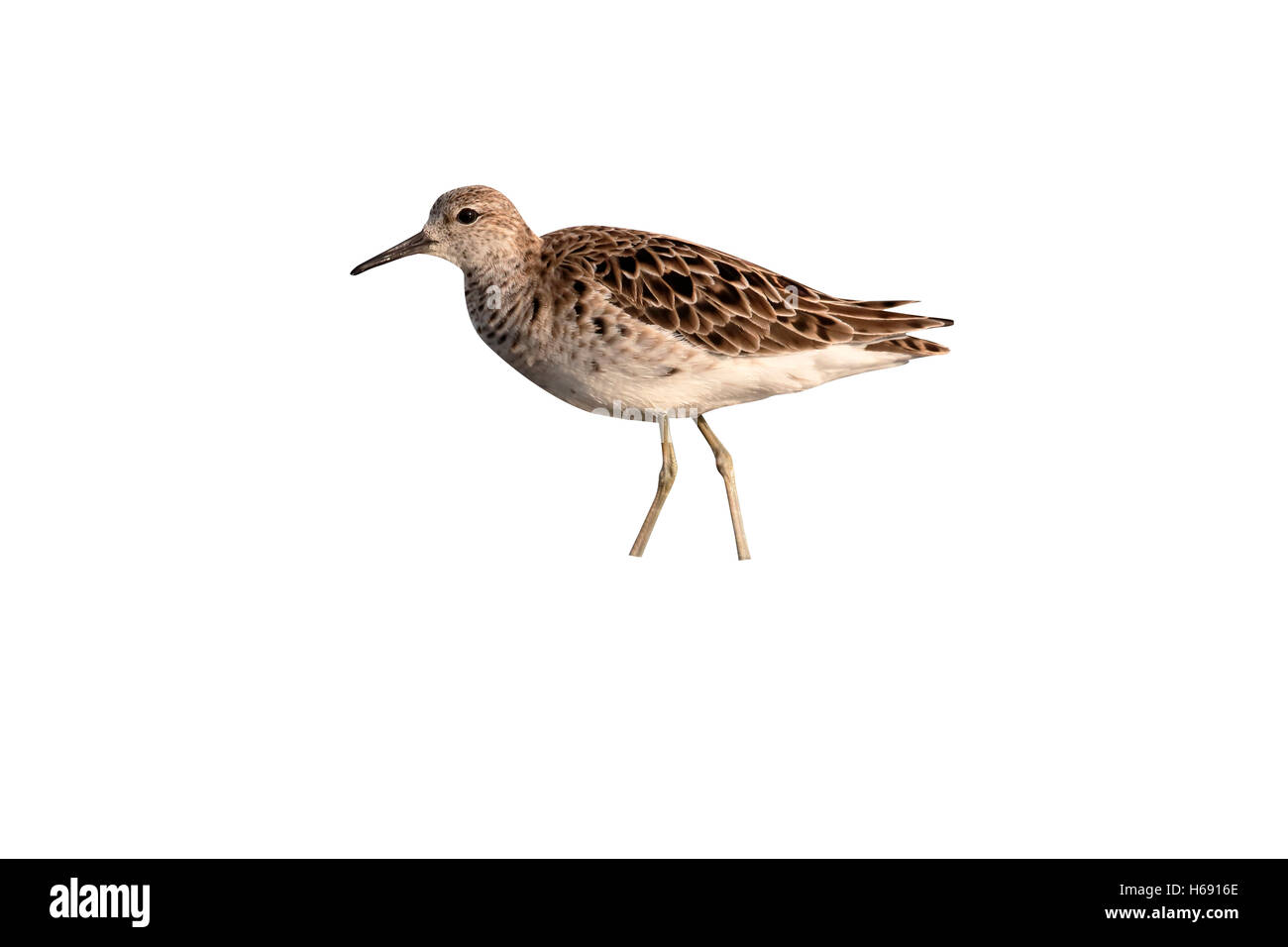 Female ruff reeve Cut Out Stock Images & Pictures - Alamy