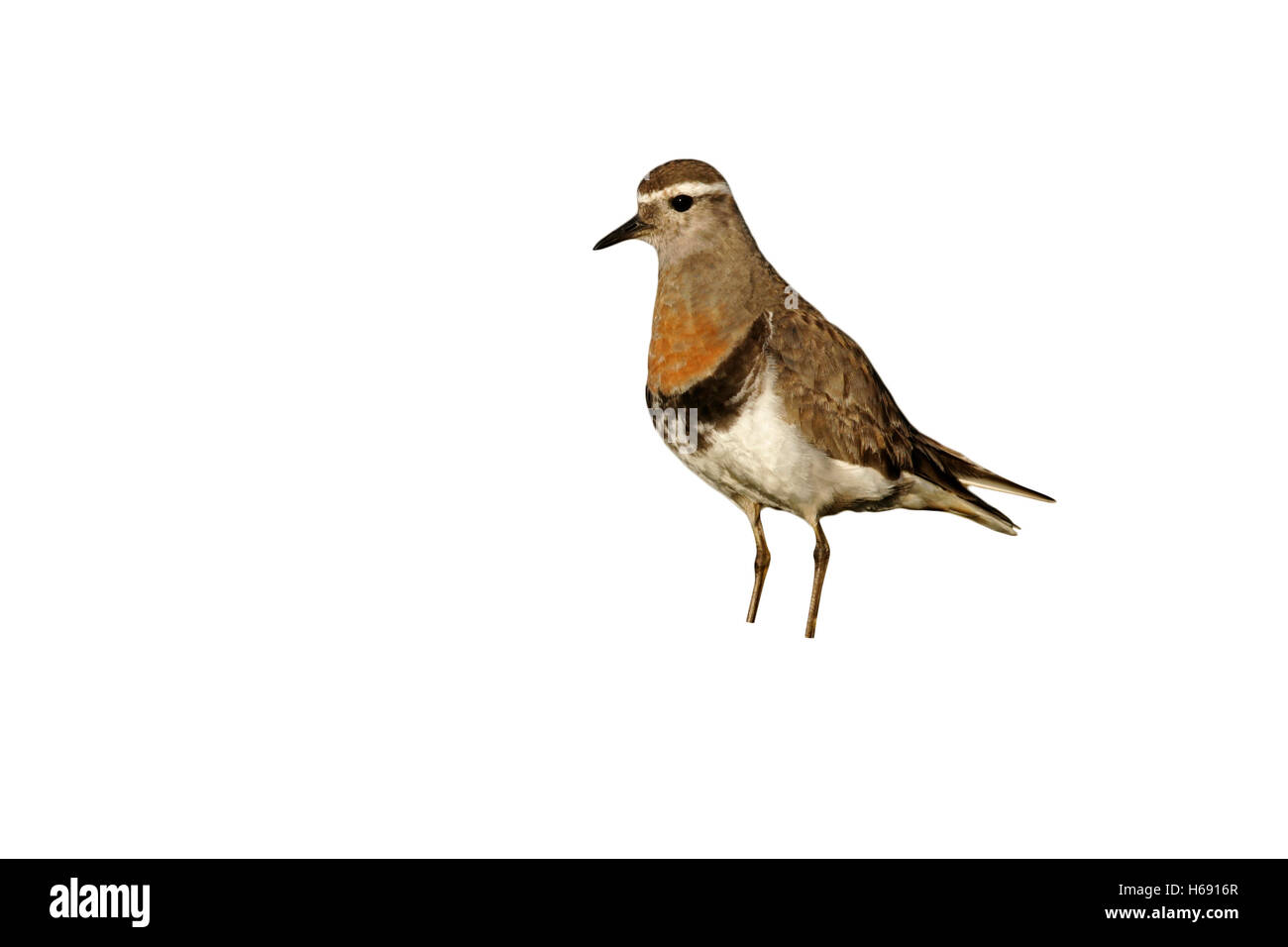 Rufous-chested dotterel, Charadrius modestus, single bird on moorland ...