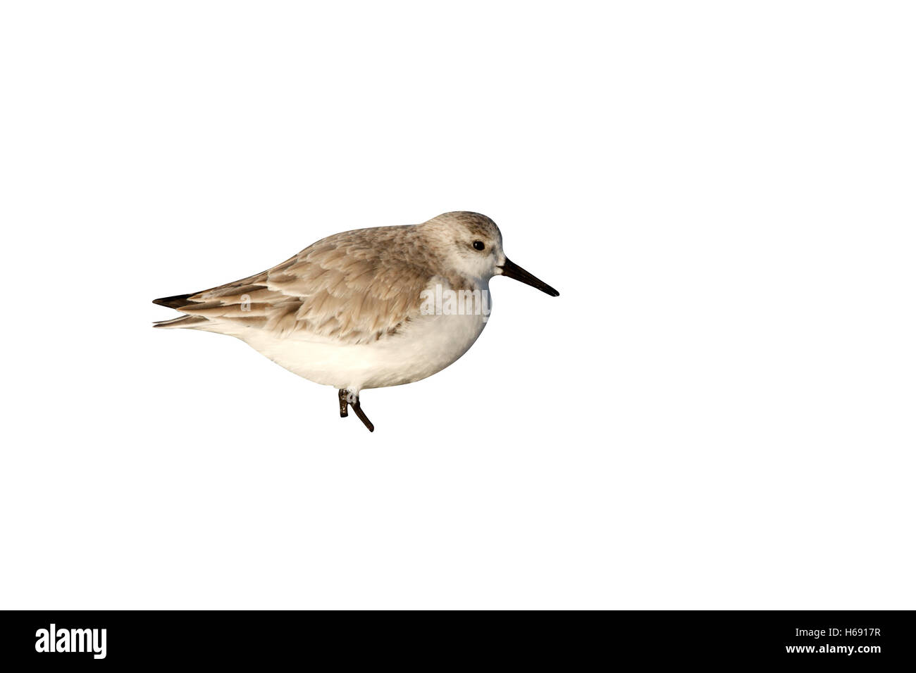 Sanderling, Calidris alba, New York, USA, winter Stock Photo - Alamy