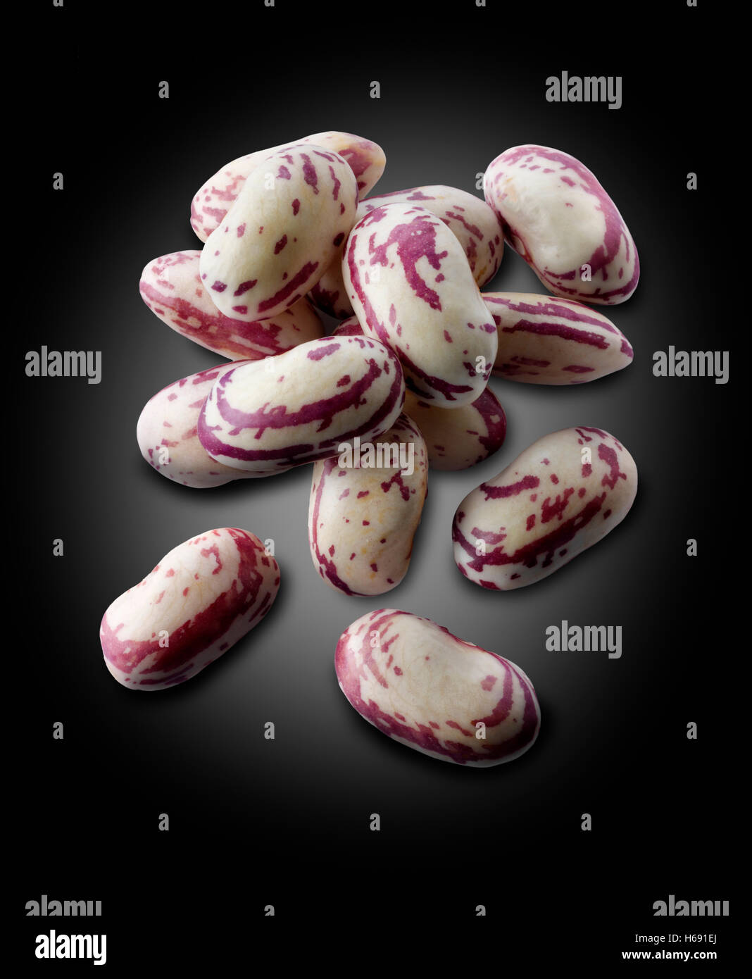 Fresh picked borlotti beans also known as the cranberry bean or Roman ...