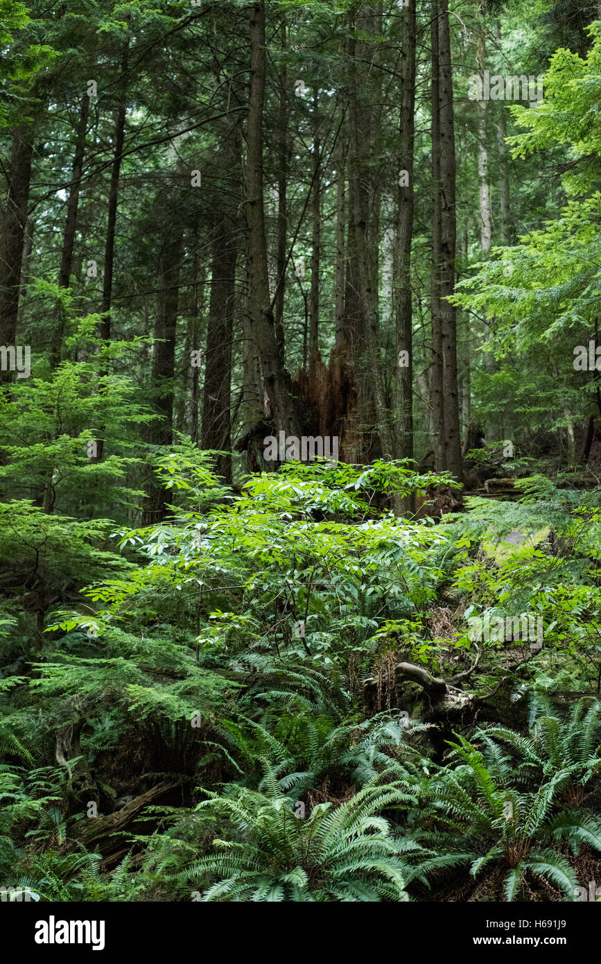 Tropical forest hi-res stock photography and images - Alamy