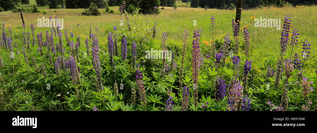 Bluebonnet lupine hi-res stock photography and images - Alamy