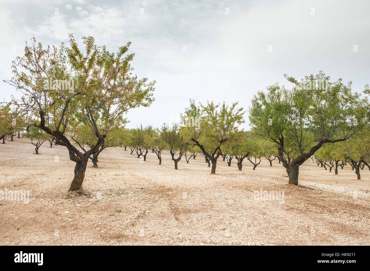 Almond plantation spain hi-res stock photography and images - Alamy