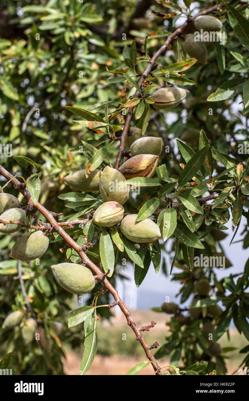 Almond tree branch close up with fruits Stock Photo - Alamy