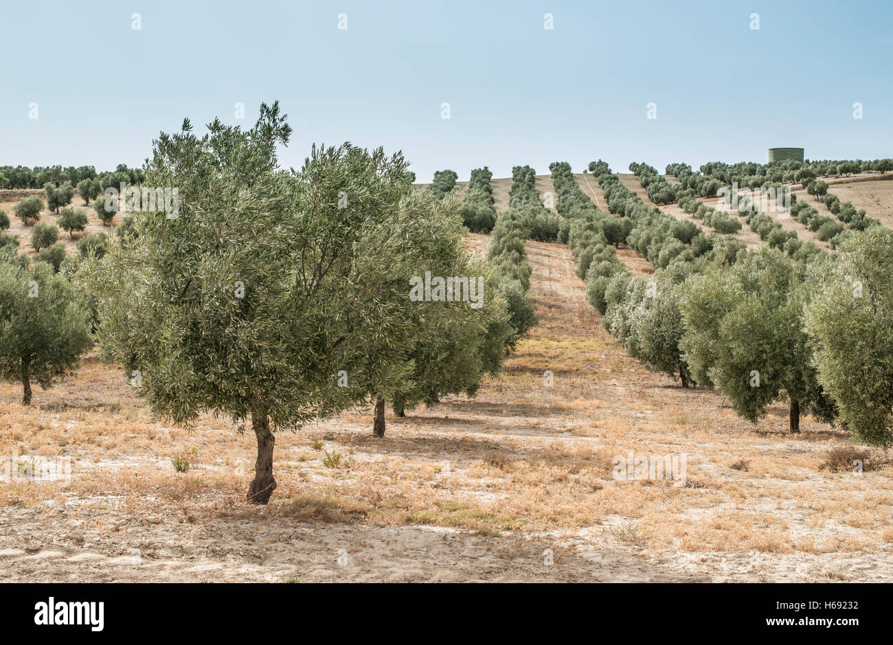 Olive trees in a row. Olive plantation Stock Photo - Alamy