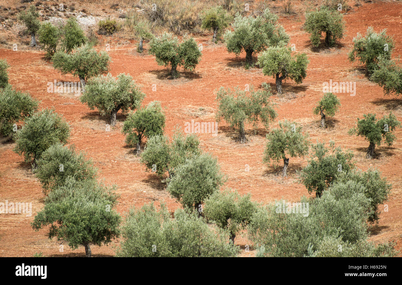 Olive trees in a row hi-res stock photography and images - Alamy