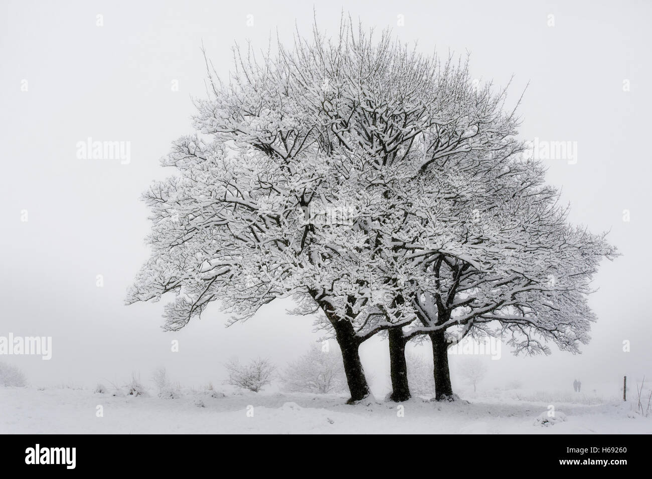 Three heavily snow covered trees in winter looking as one tree with 3 ...