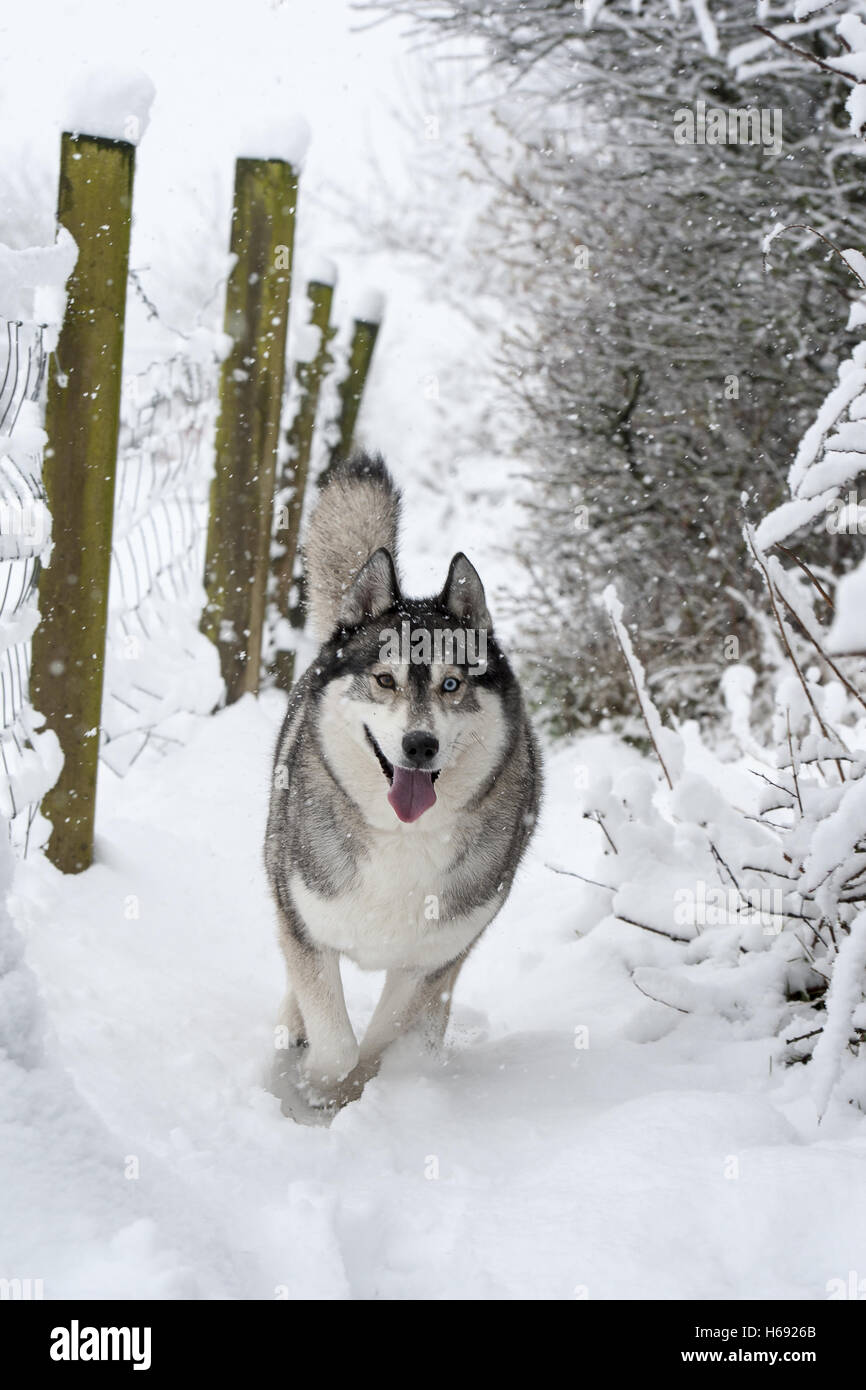 Dog husky running hi-res stock photography and images - Alamy