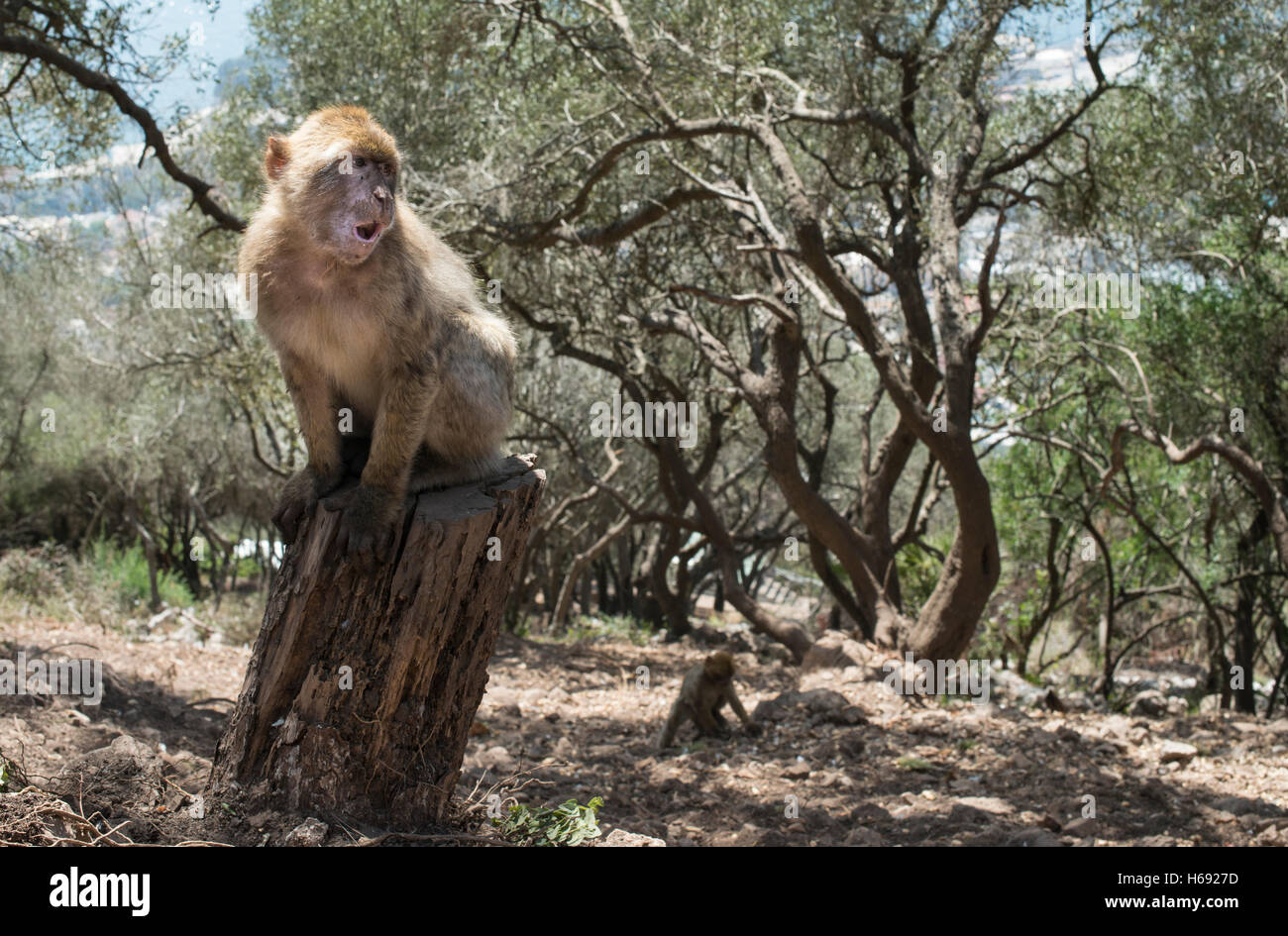 Barbary macaque monkey gibraltar hi-res stock photography and images ...