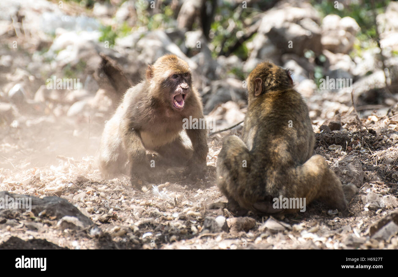 Macaque fight hi-res stock photography and images - Alamy