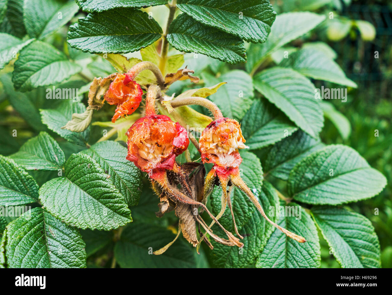 Hips and haws hi-res stock photography and images - Alamy