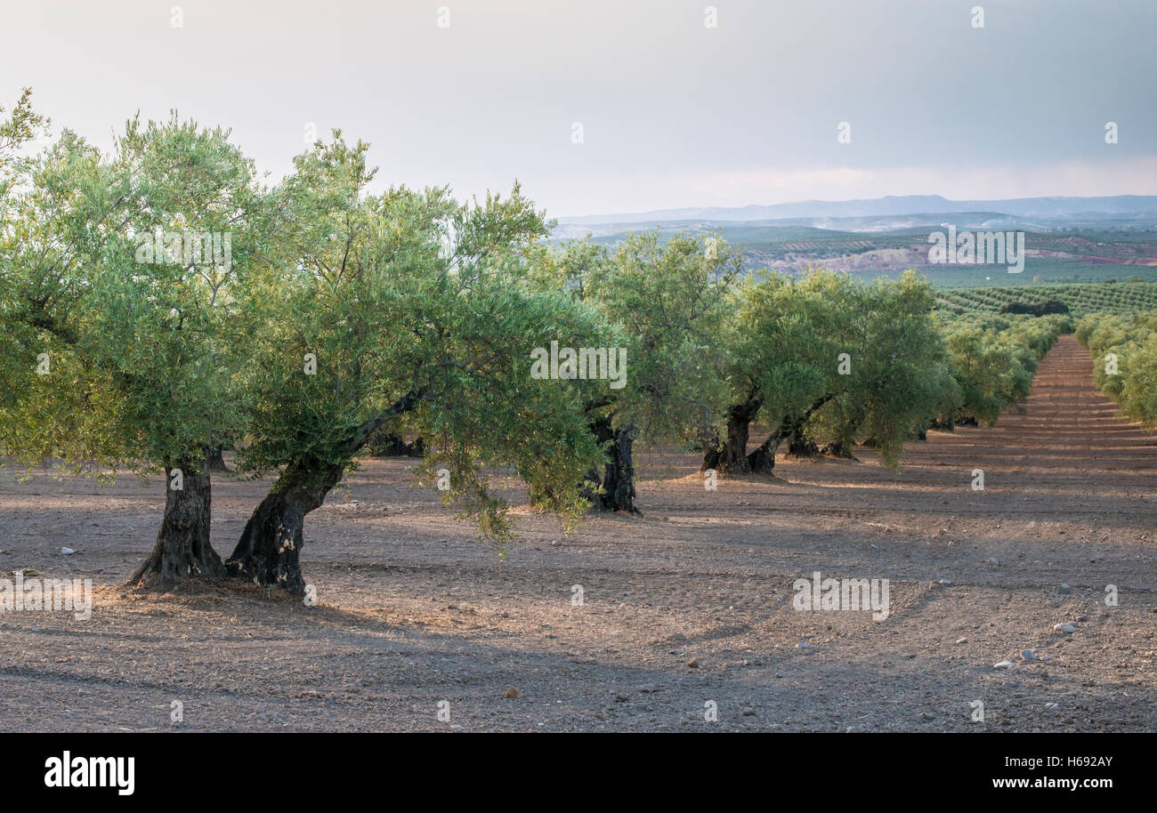 Olive trees in a row. Olive plantation Stock Photo - Alamy
