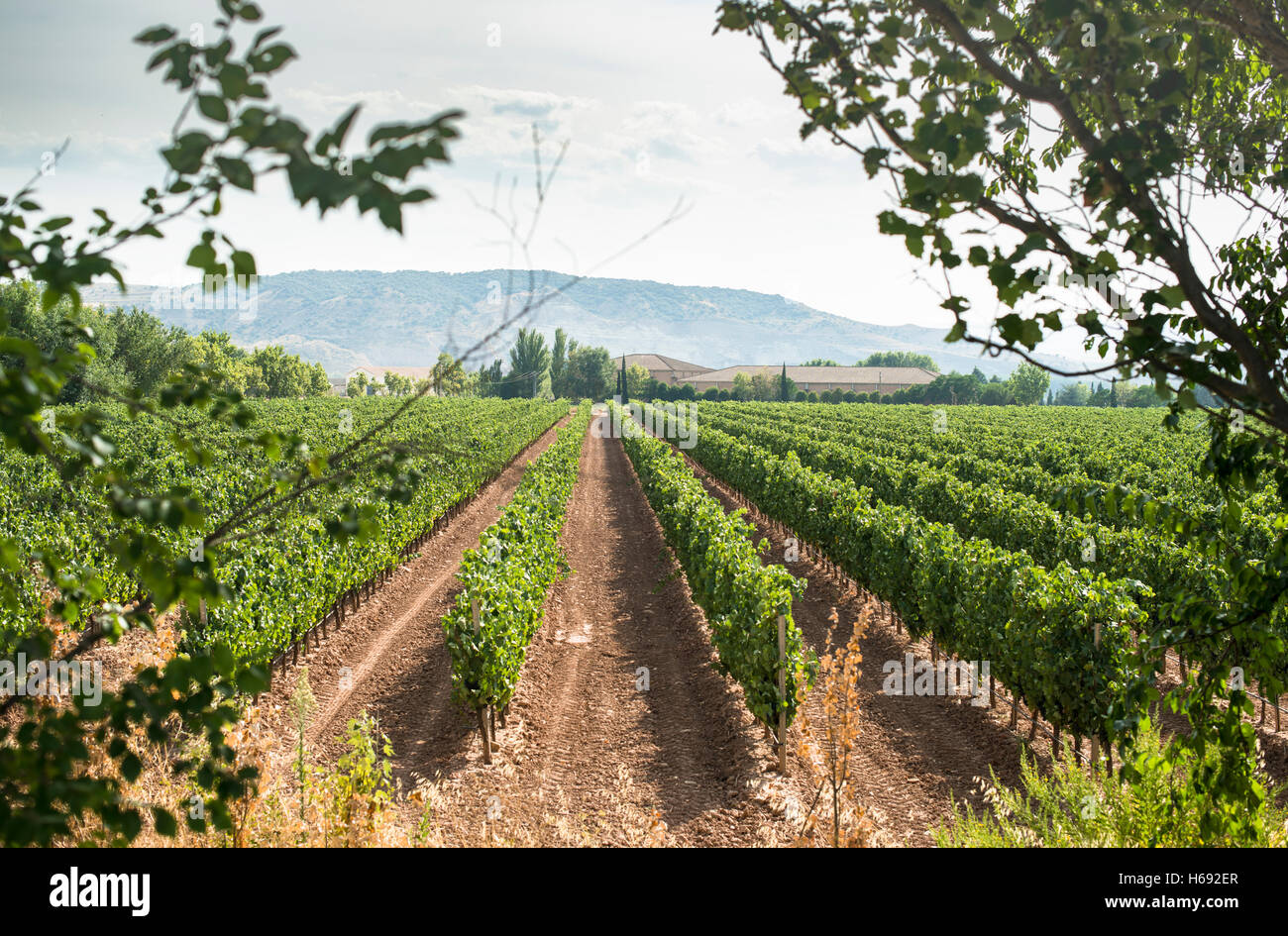 Vineyards in rows winery hi-res stock photography and images - Alamy