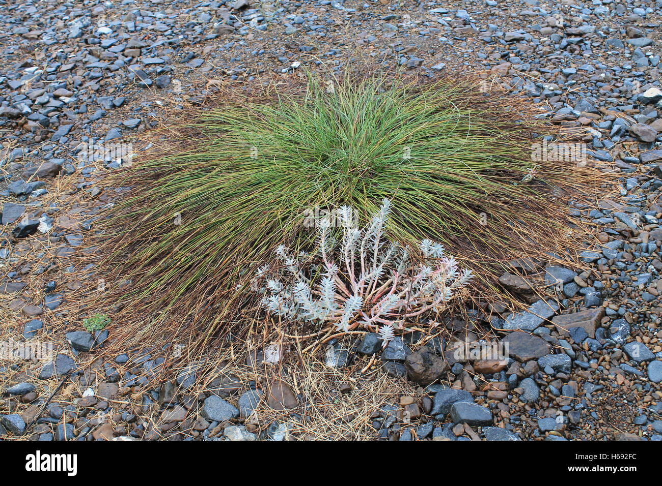 Reeds Near Seaside in Burdur in Turkey Stock Photo - Alamy