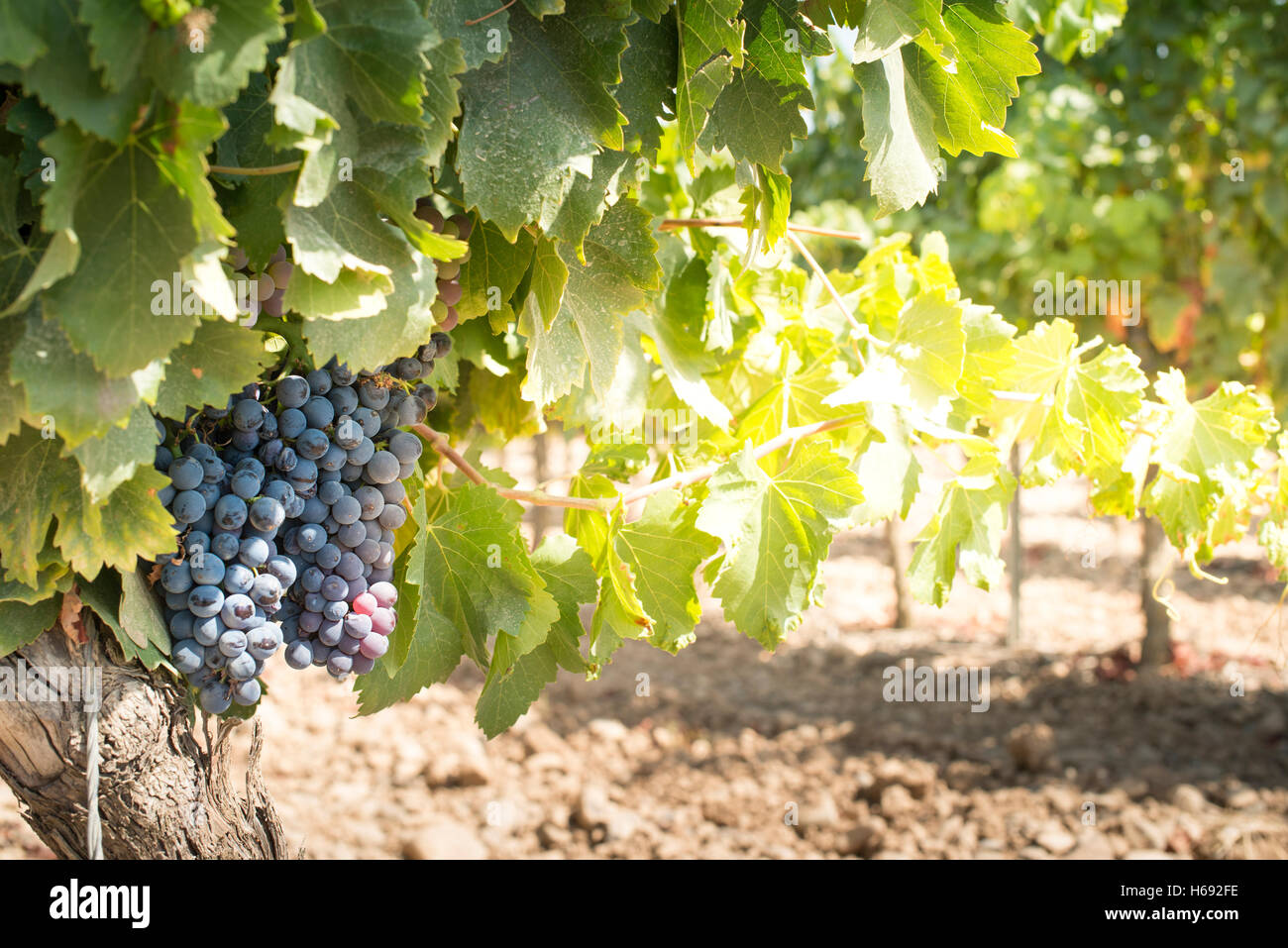 Red grape vine sun hi-res stock photography and images - Alamy