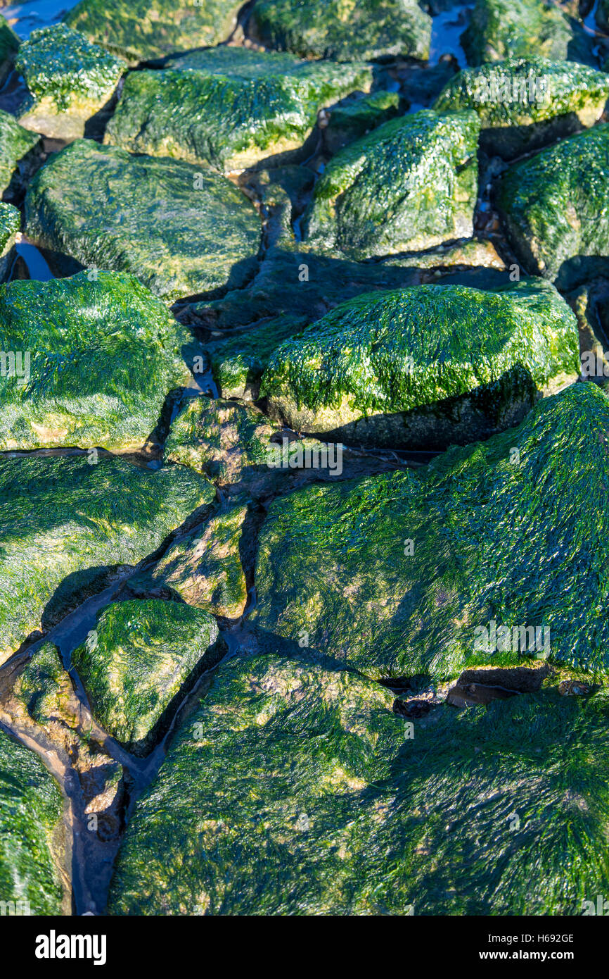 Seaweed covered rocks Stock Photo - Alamy