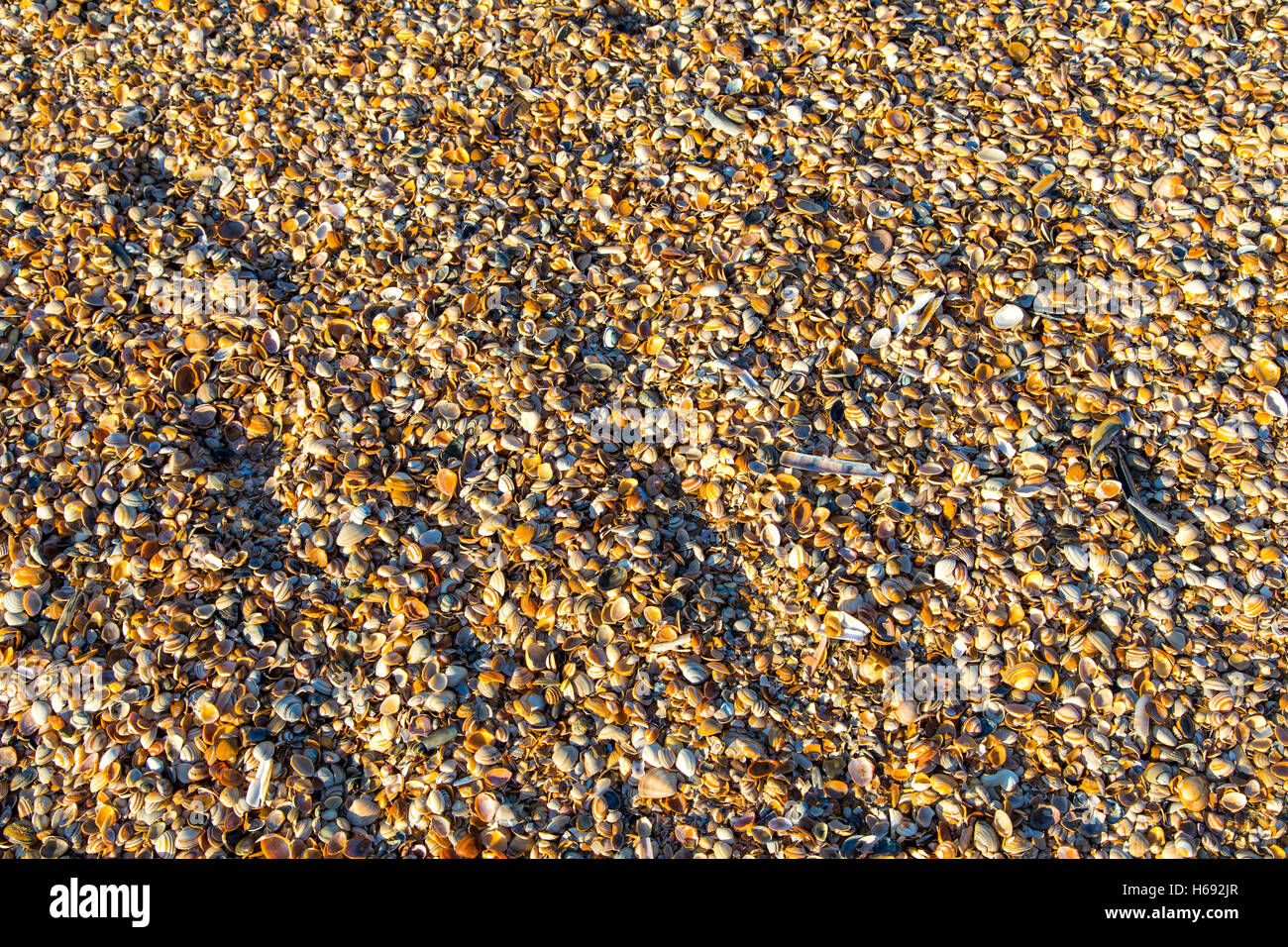 Many little sea shell on the beach, North sea shore, The Netherlands ...