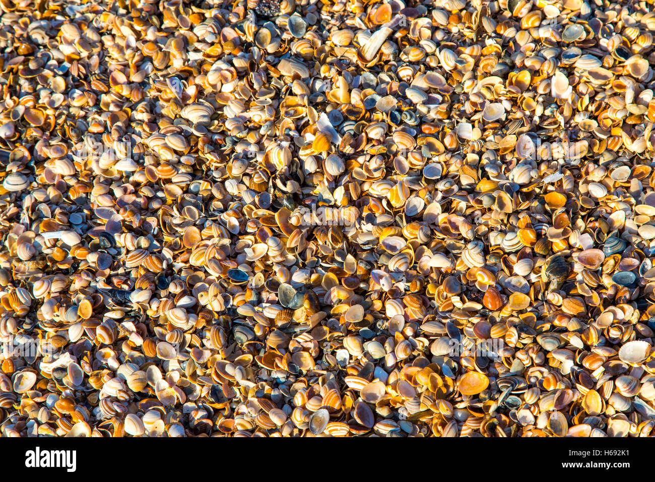 Many little sea shell on the beach, North sea shore, The Netherlands ...