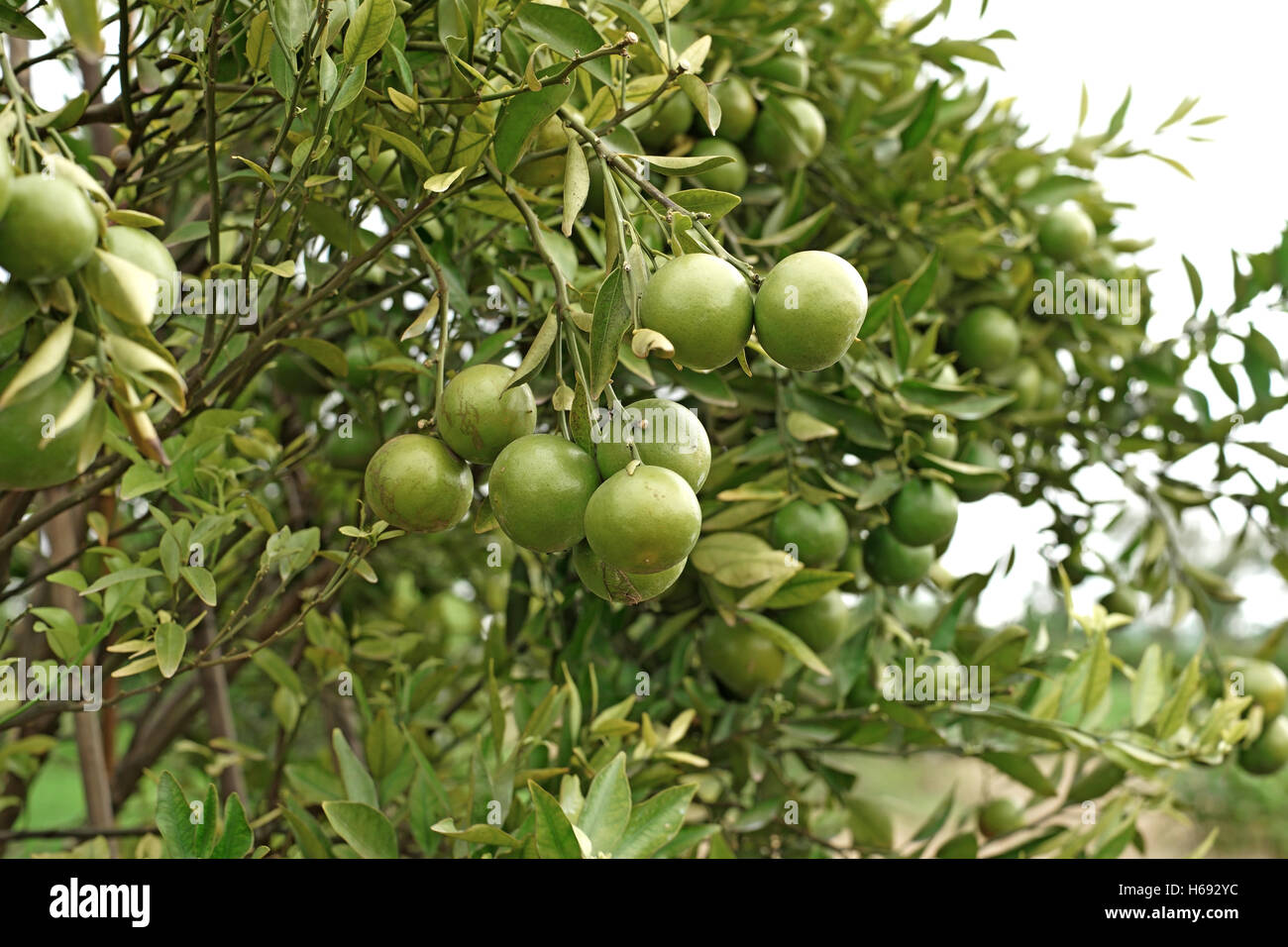orange fruit on tree in organic farm Stock Photo - Alamy