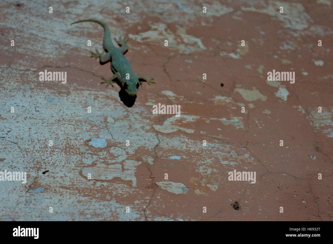 A gecko crawling at night on a wall in Varanasi, India Stock Photo - Alamy