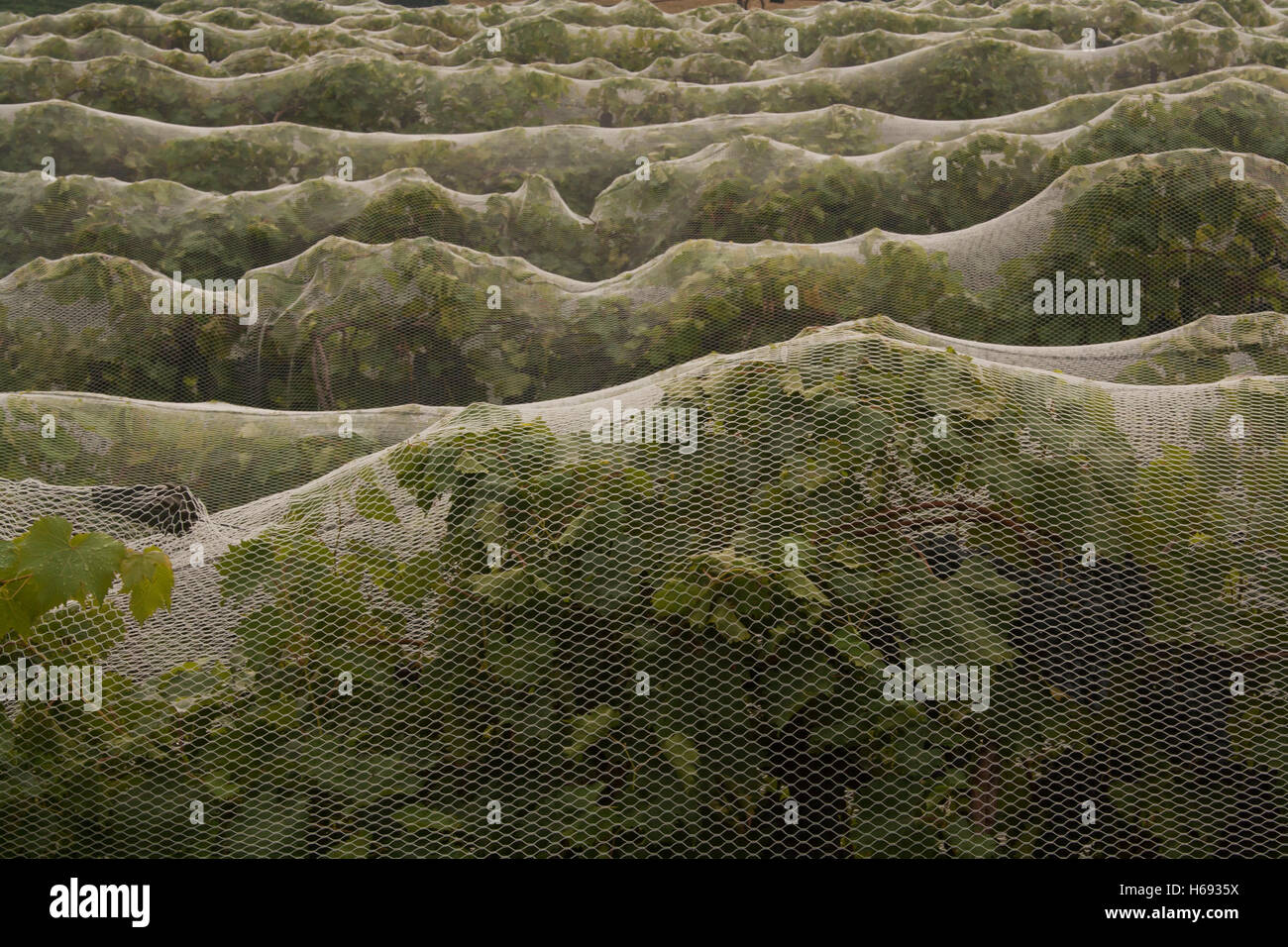 Wine Field Net Stock Photo - Alamy