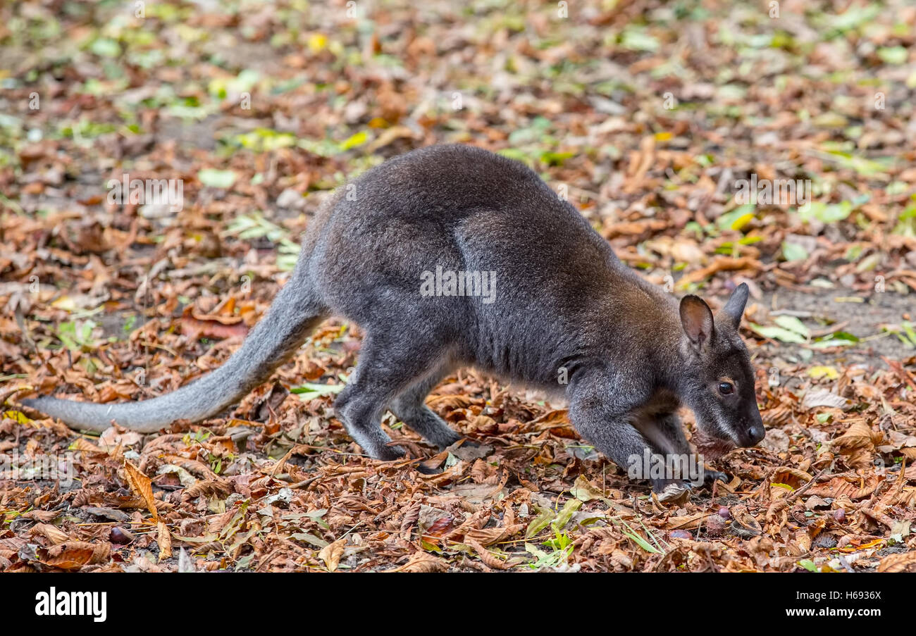 Kangaroo Bennett's (Dendrolagus bennettianus) is siting on autumn ...