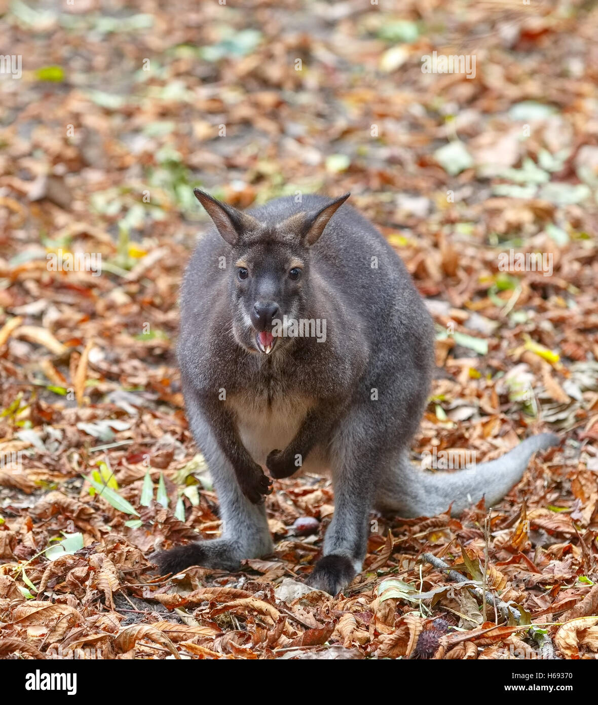 Bennetts tree kangaroo hi-res stock photography and images - Alamy