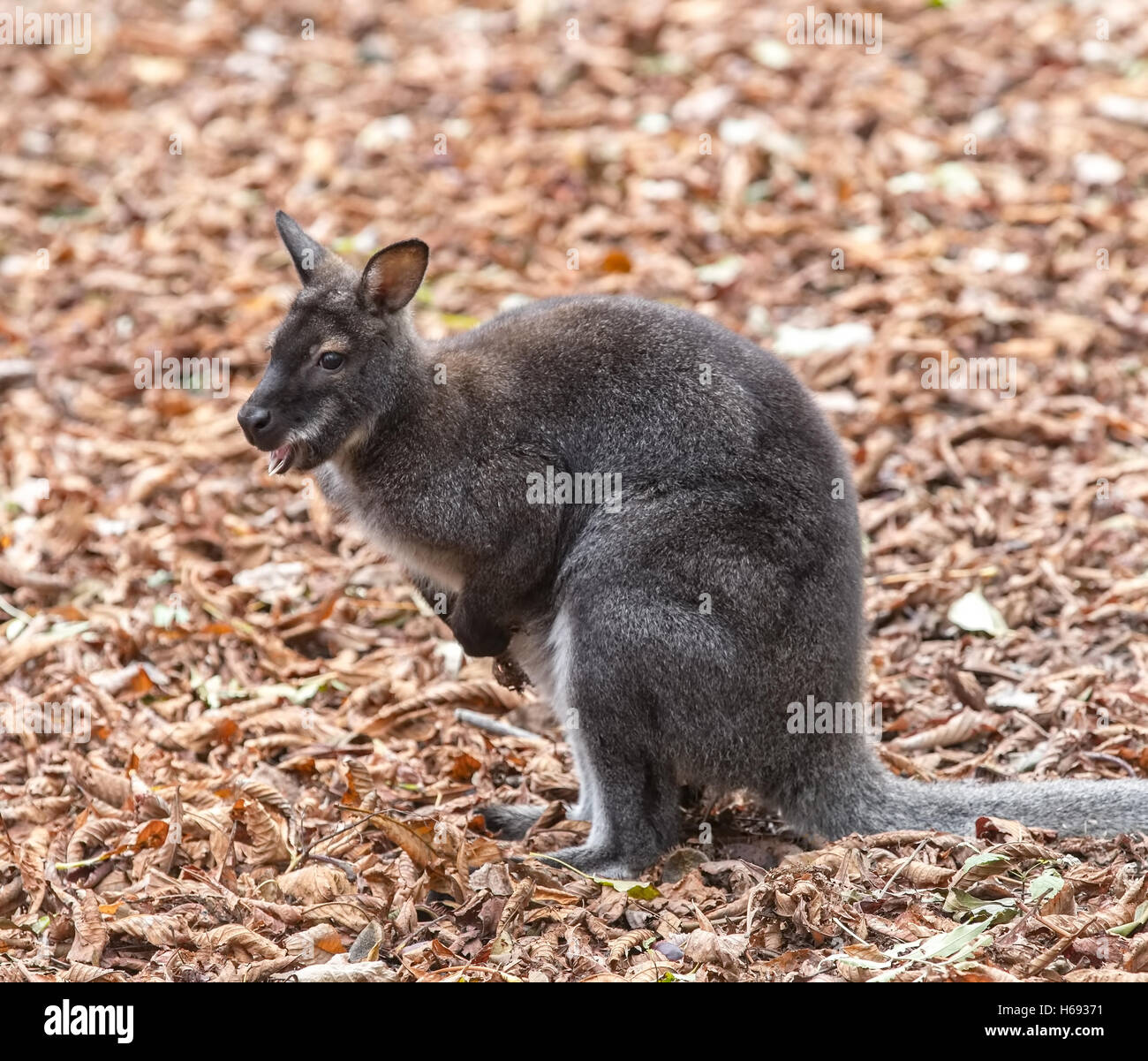 Kangaroo Bennett's (Dendrolagus bennettianus) is siting on autumn ...