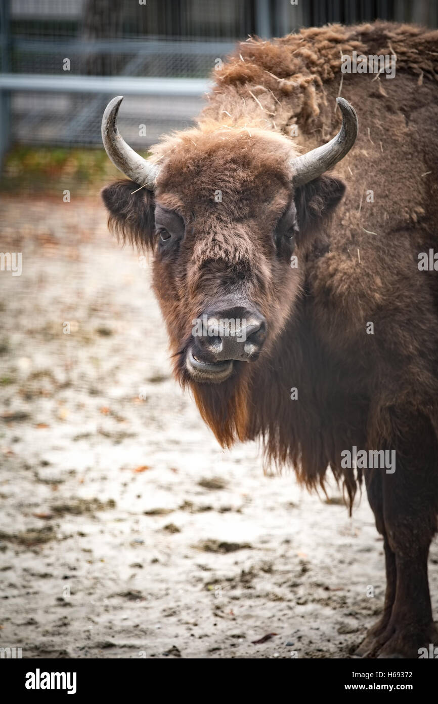 Big bison stands and chews hay in corral Stock Photo - Alamy