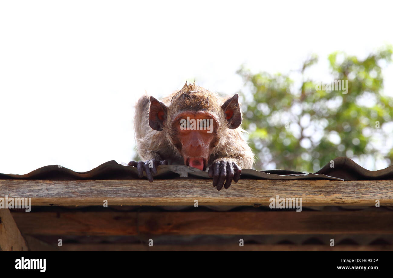 Roof monkey hi-res stock photography and images - Alamy