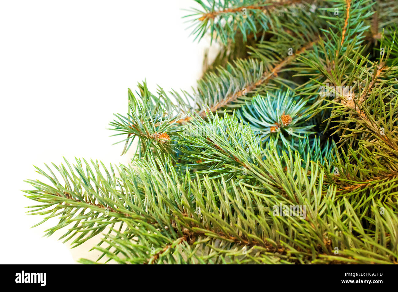 Furry Christmas tree branches with cones on a white background Stock ...