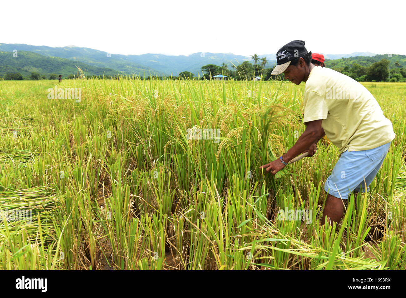 Paddy harvest in The Philippines Stock Photo - Alamy