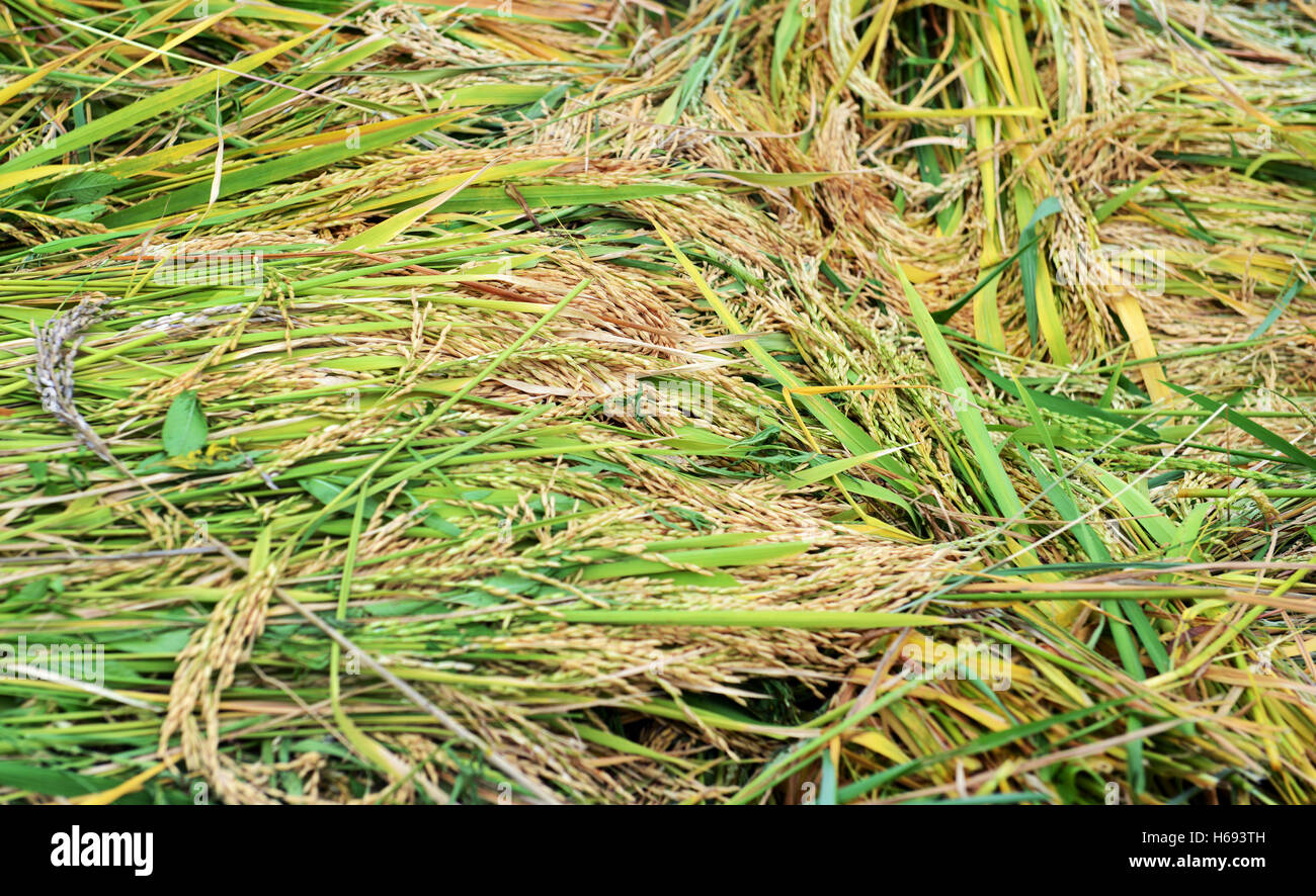 Philippines mindoro rice field hi-res stock photography and images - Alamy