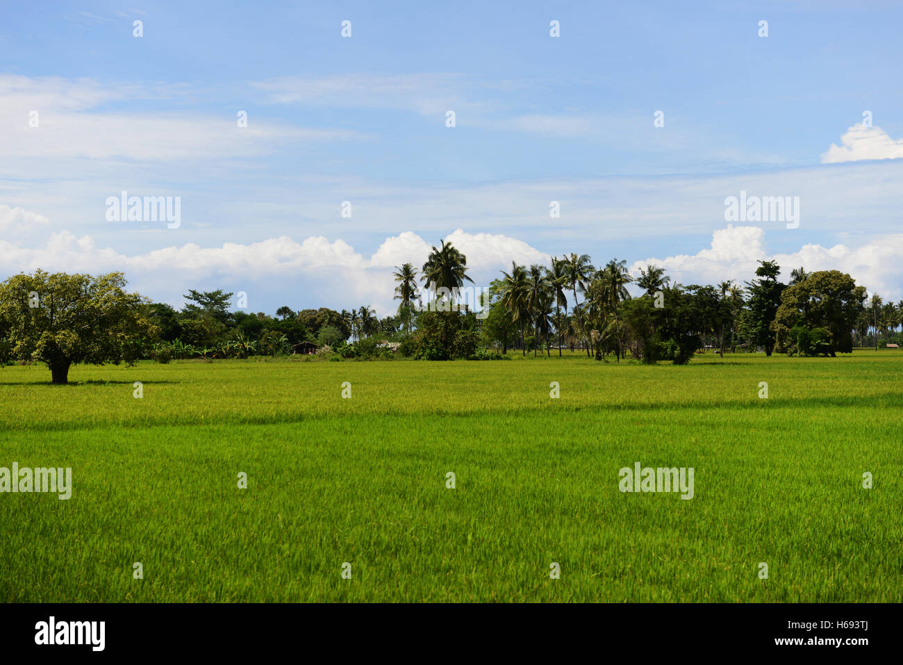 Philippines mindoro rice field hi-res stock photography and images - Alamy