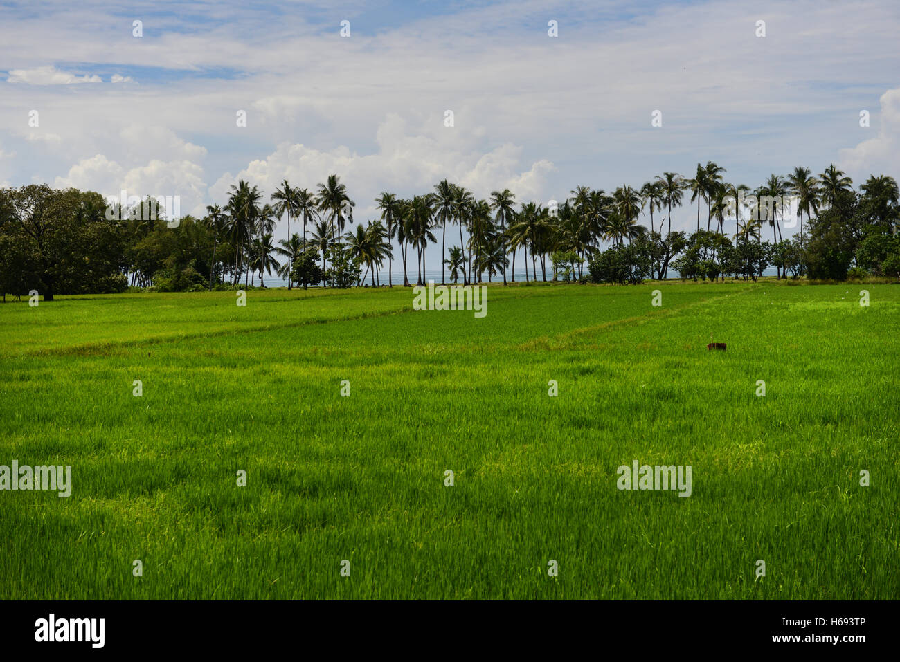 Lush green paddy fields close to the ocean in Occidental Mindoro ...
