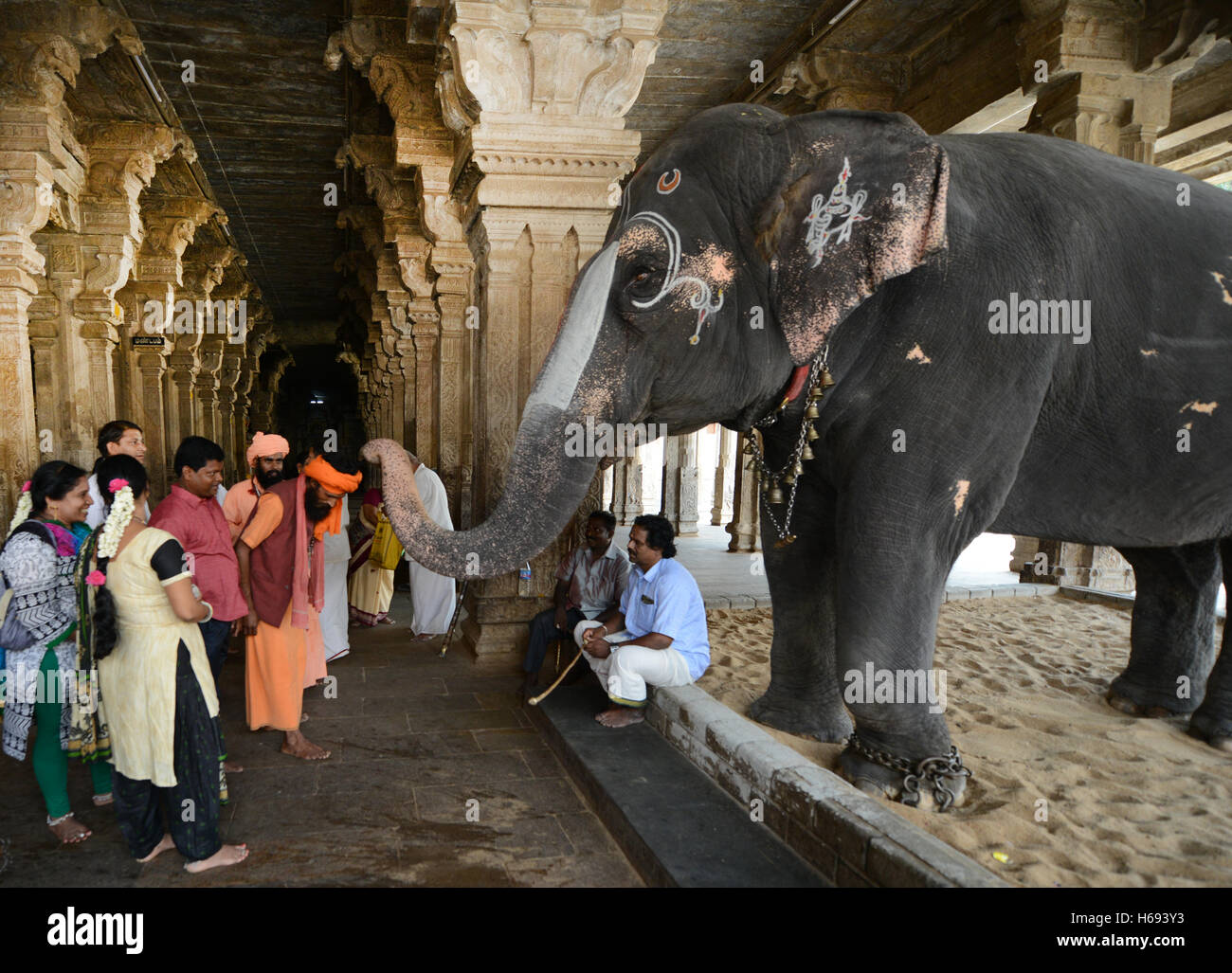 An Elephant blessing sadhus visiting the Sri Ranganathar Swamy Temple ...