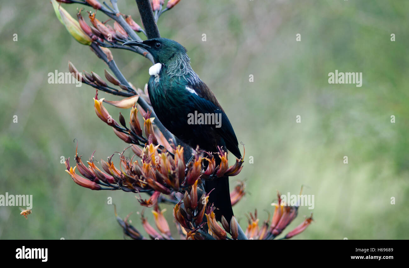 Native flax hi-res stock photography and images - Alamy