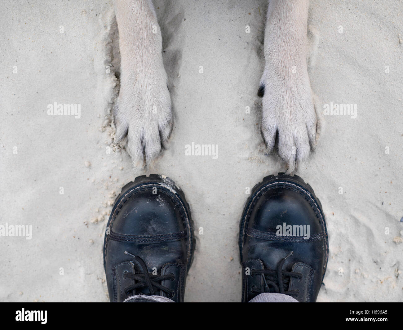 Dog paws and human feet hi-res stock photography and images - Alamy