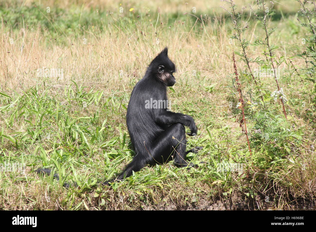 African Black crested mangabey monkey (Lophocebus aterrimus), native to ...