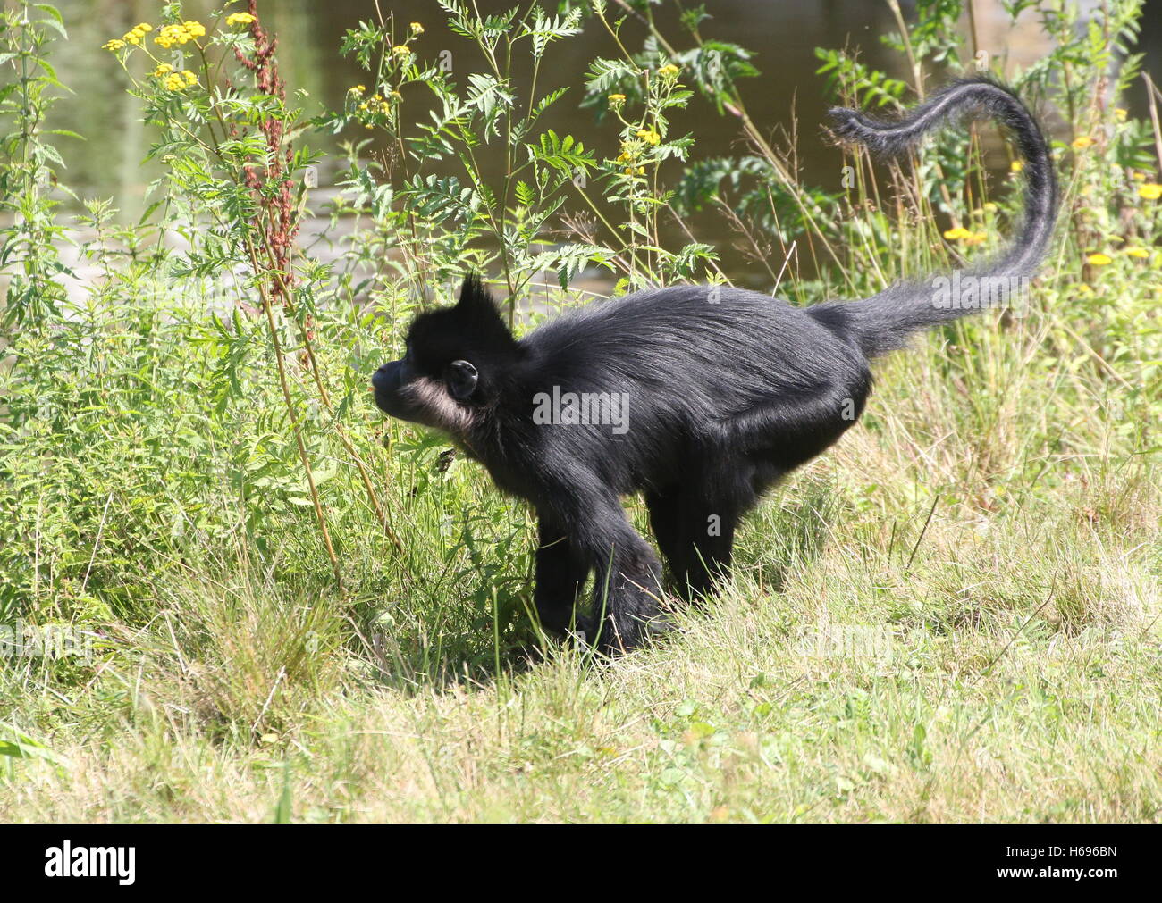 African Black crested mangabey monkey (Lophocebus aterrimus), native to ...