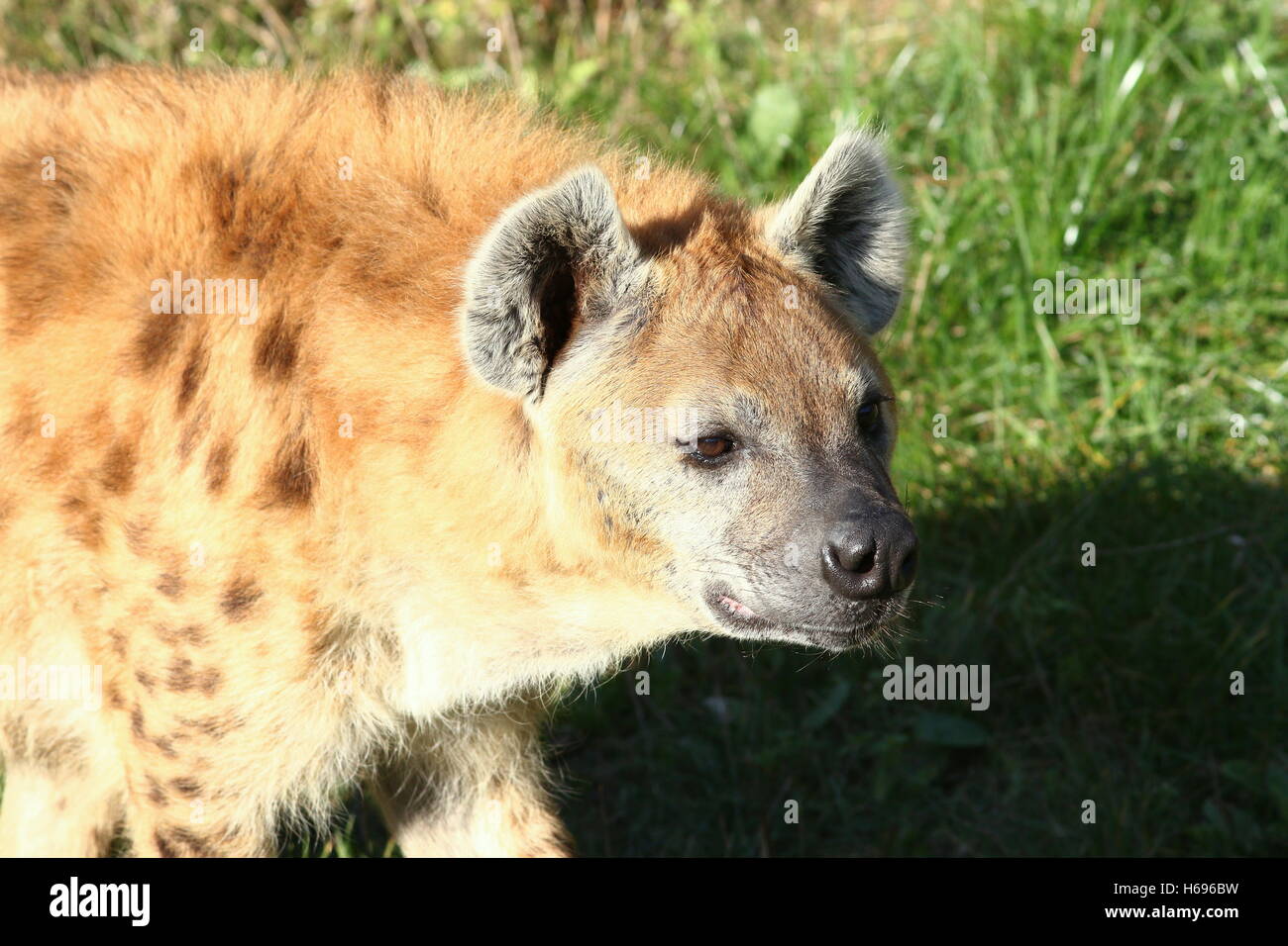 African Spotted or laughing hyena (Crocuta crocuta) in close-up Stock ...