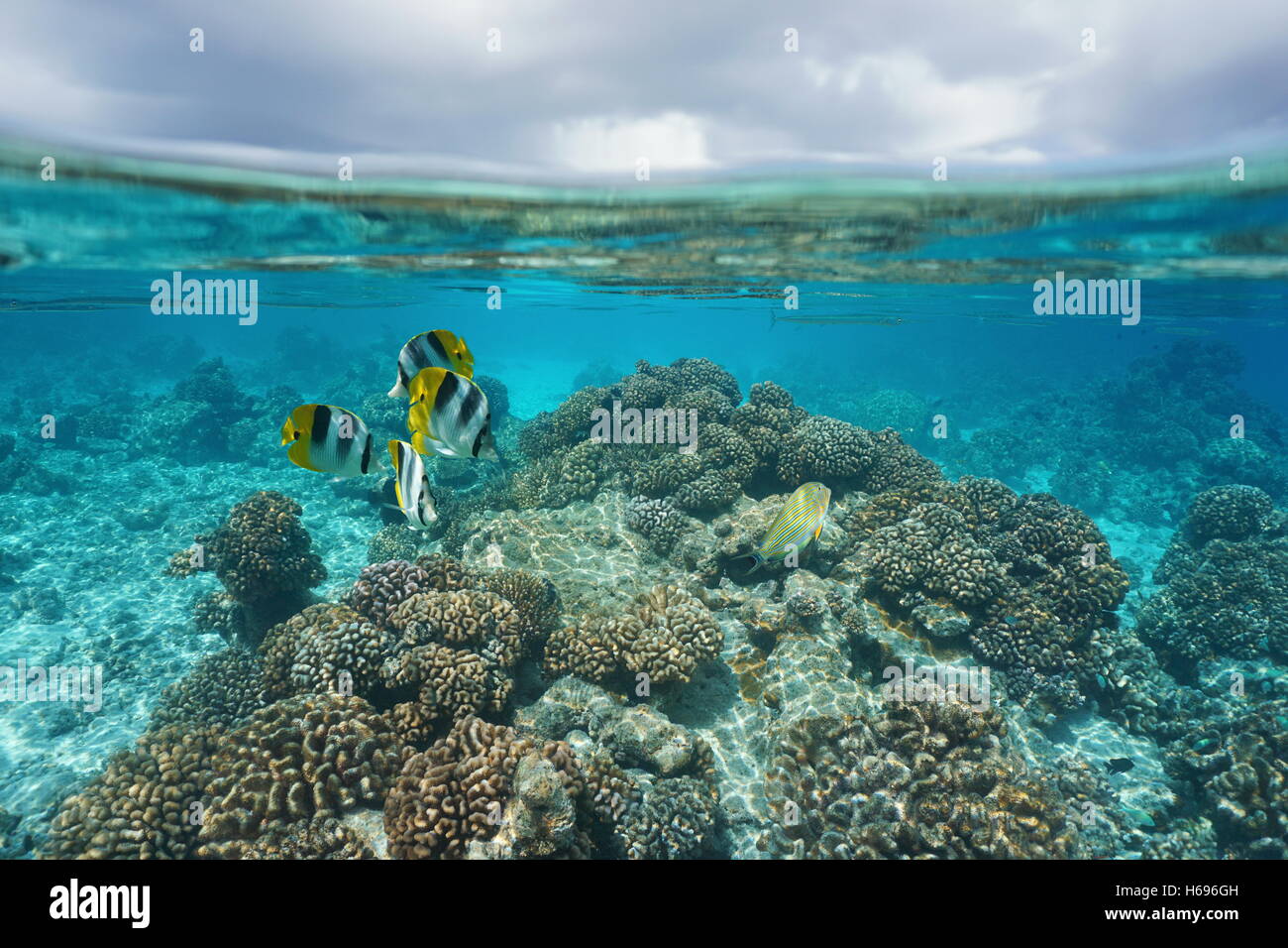Shallow coral reef with tropical fish underwater and cloudy sky split ...