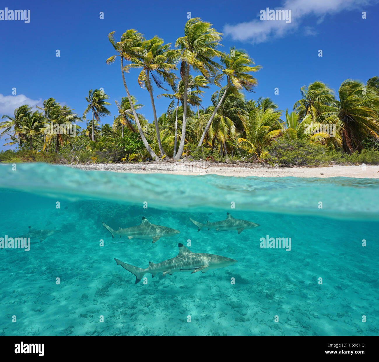 Palm trees over the ocean hi-res stock photography and images - Alamy