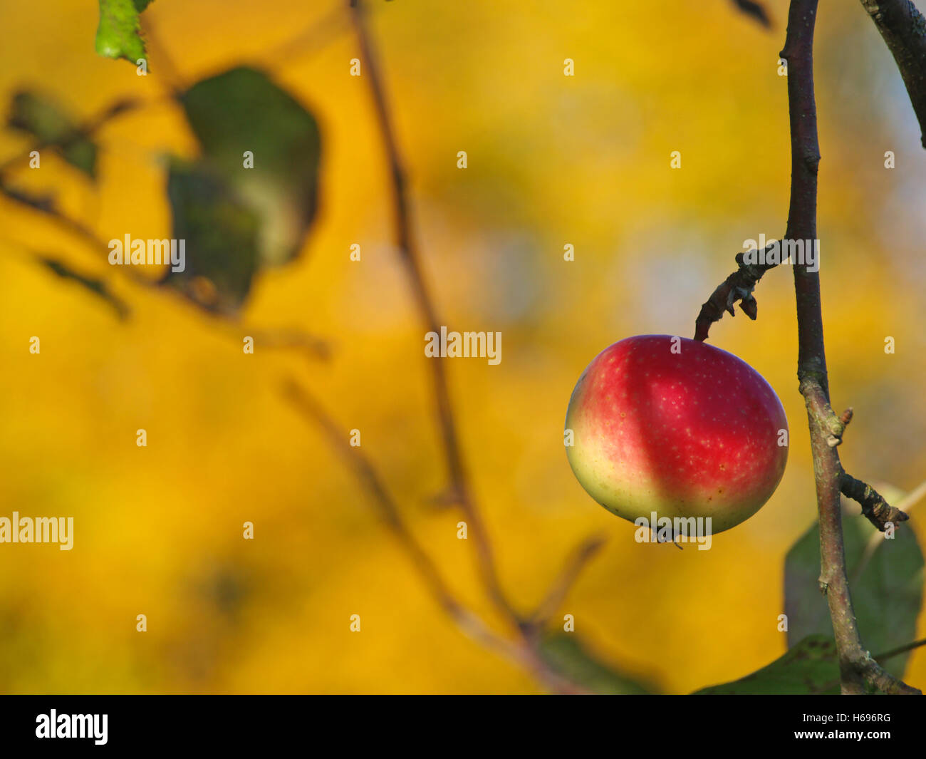 Yellow autumn apple tree hi-res stock photography and images - Alamy