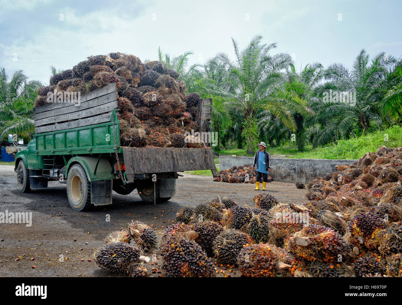 Oil palm fruit truck hi-res stock photography and images - Alamy