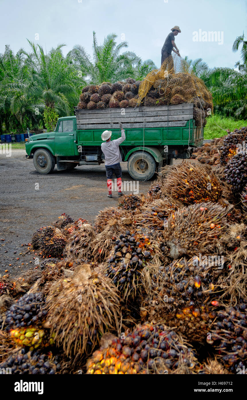 Plantation workers prepare to unload freshly harvested oil palm fruit ...