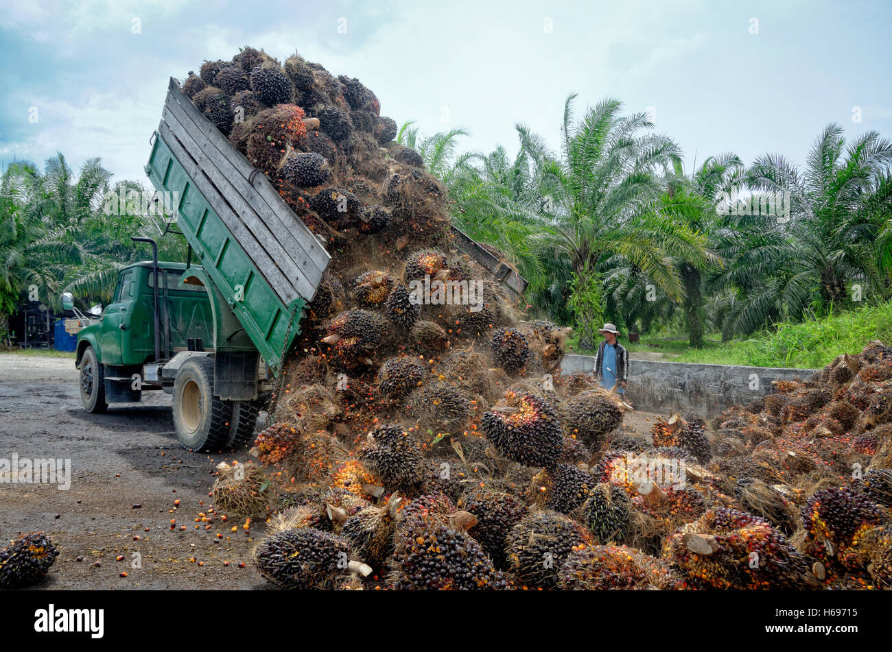 Plantation worker watches as a truck unloads freshly harvested oil palm ...